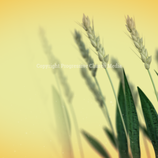 Reap And Sow Graphics (Discipleship) - Progressive Church Media